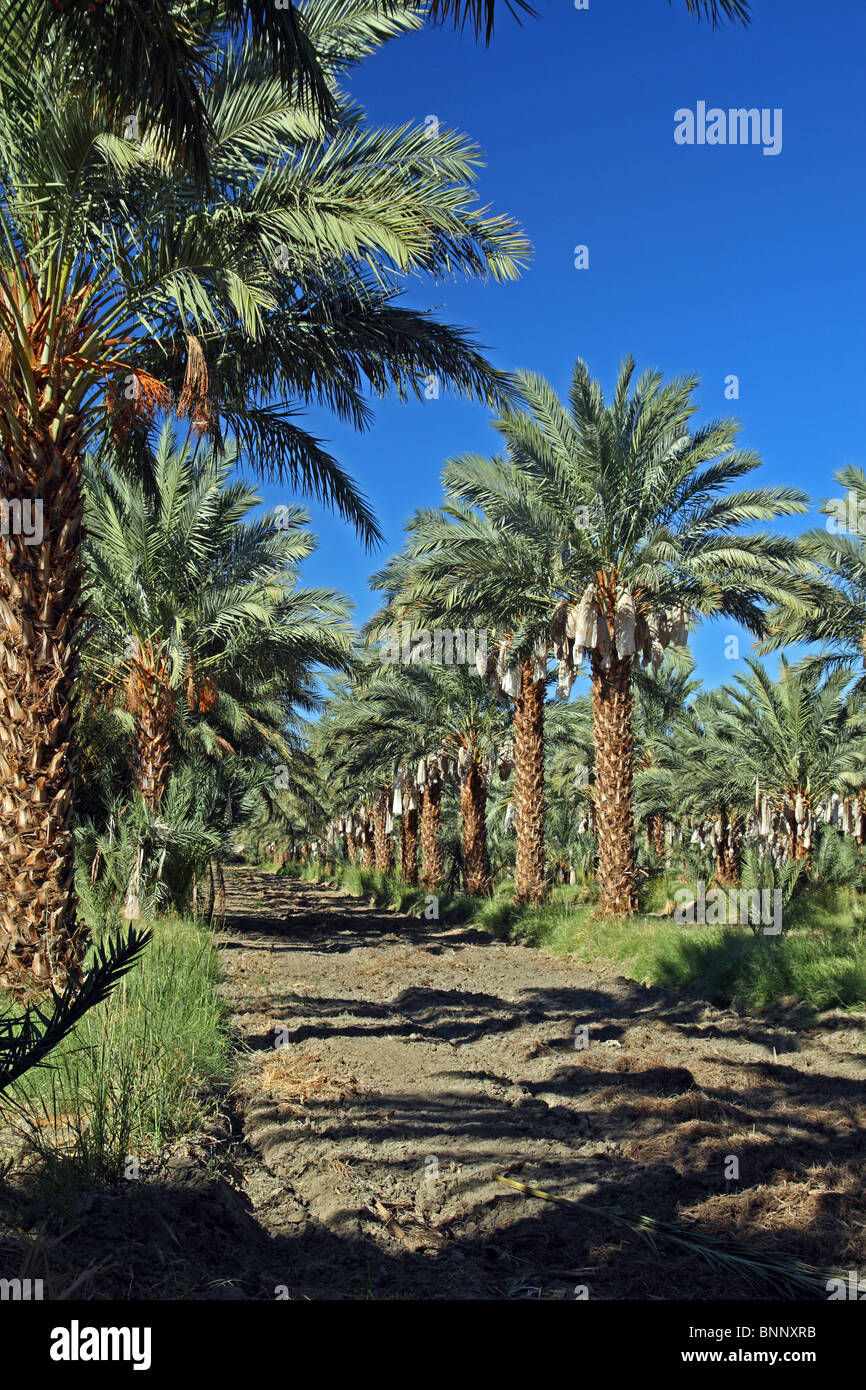 Coachella valley dates hi-res stock photography and images - Alamy