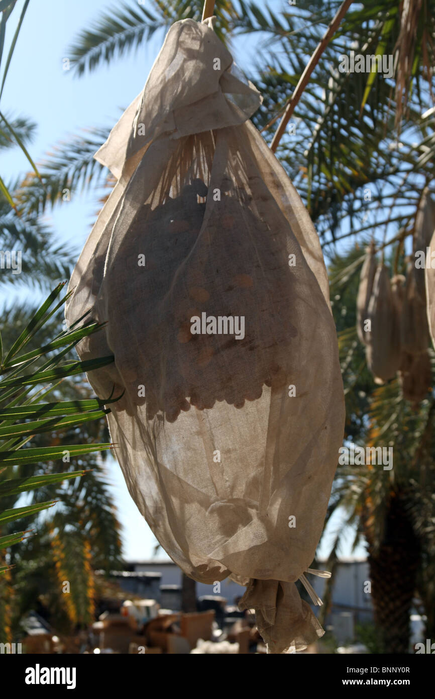 Date Palm - cultivated dates grown commercially in the Coachella Valley ...