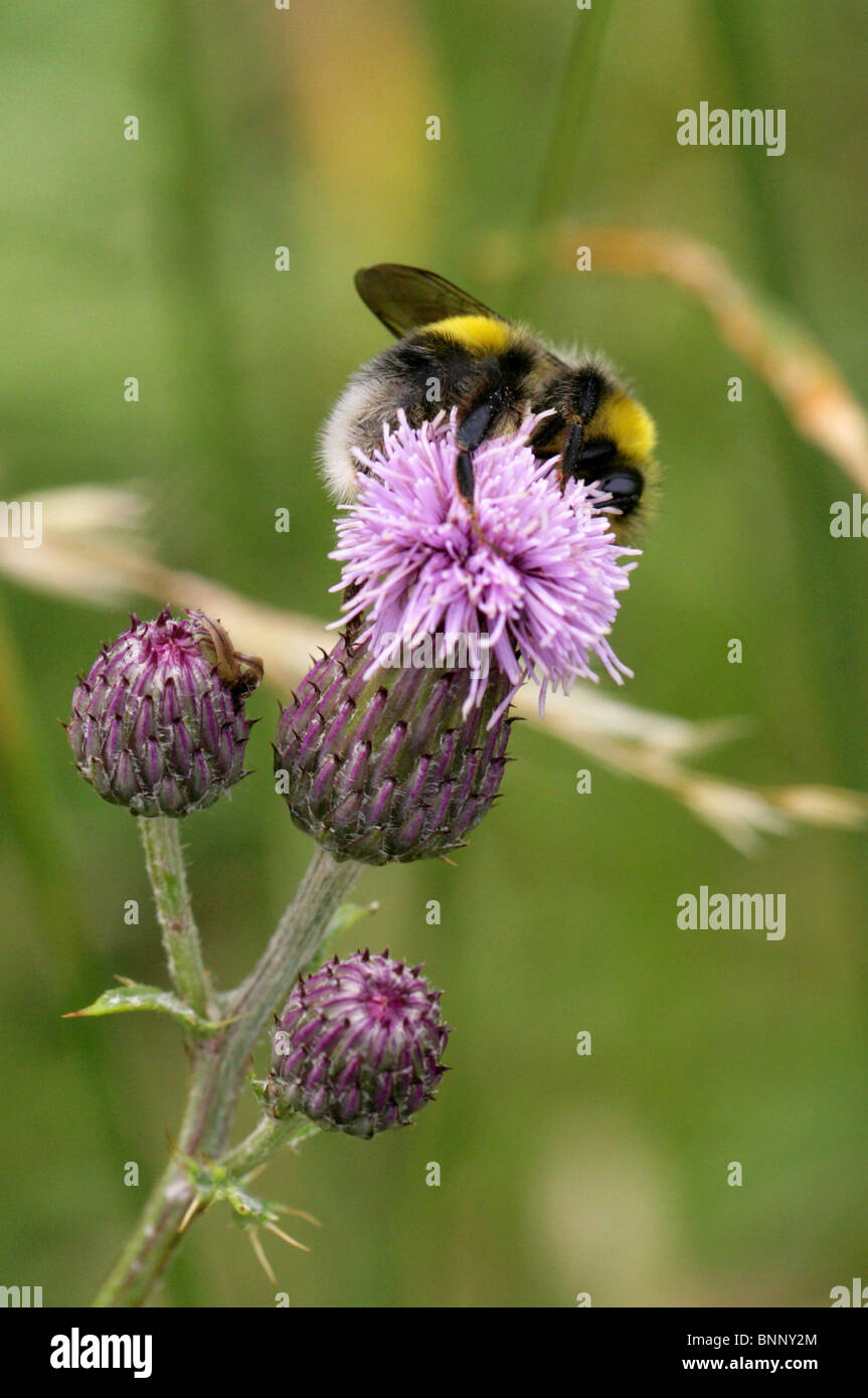 White-tailed Bumble-bee, Bombus lucorum, Apinae, Apidae, Apoidea ...