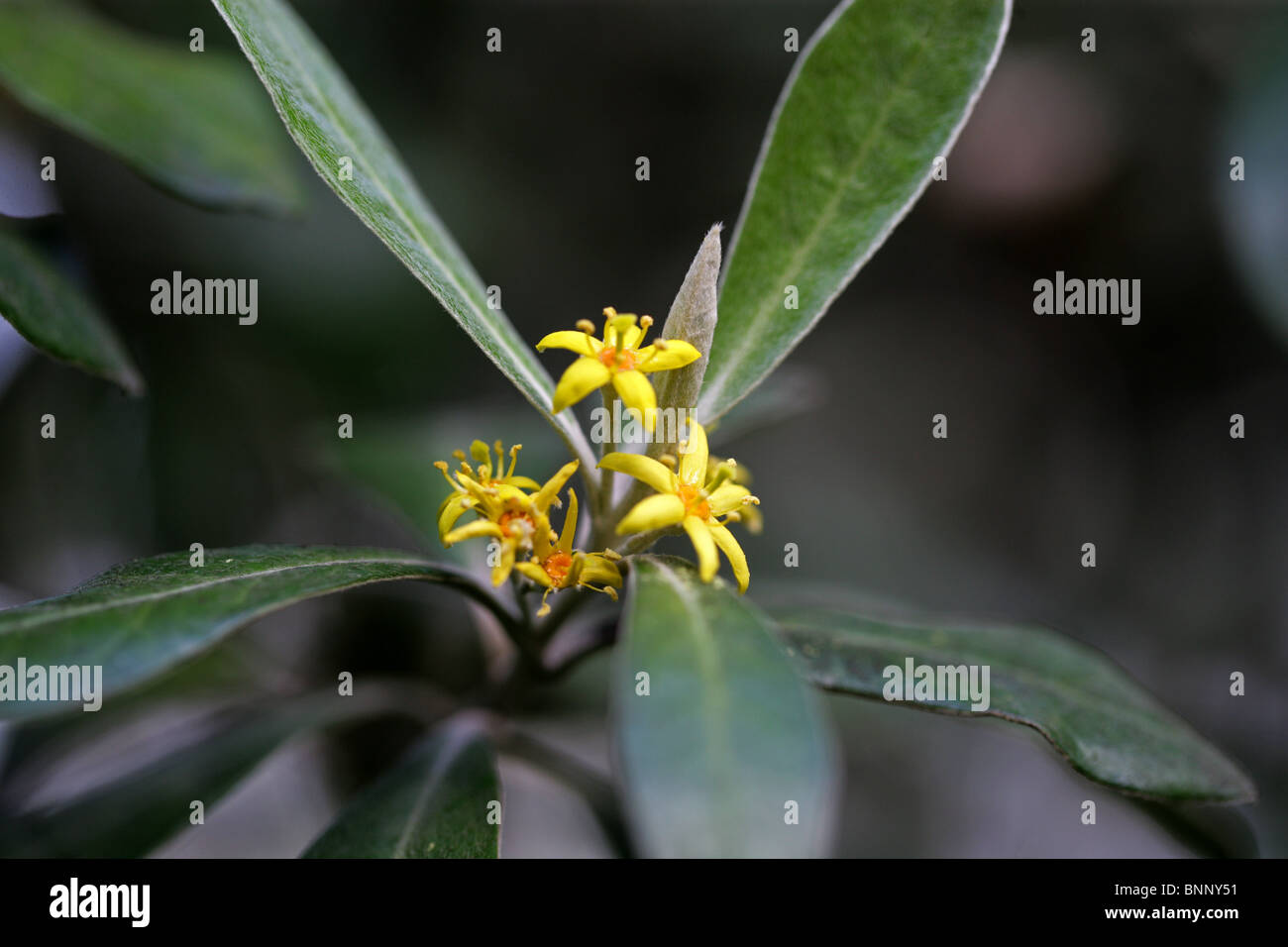Whakataka, Corokia macrocarpa, Cornaceae (Argophyllaceae ...