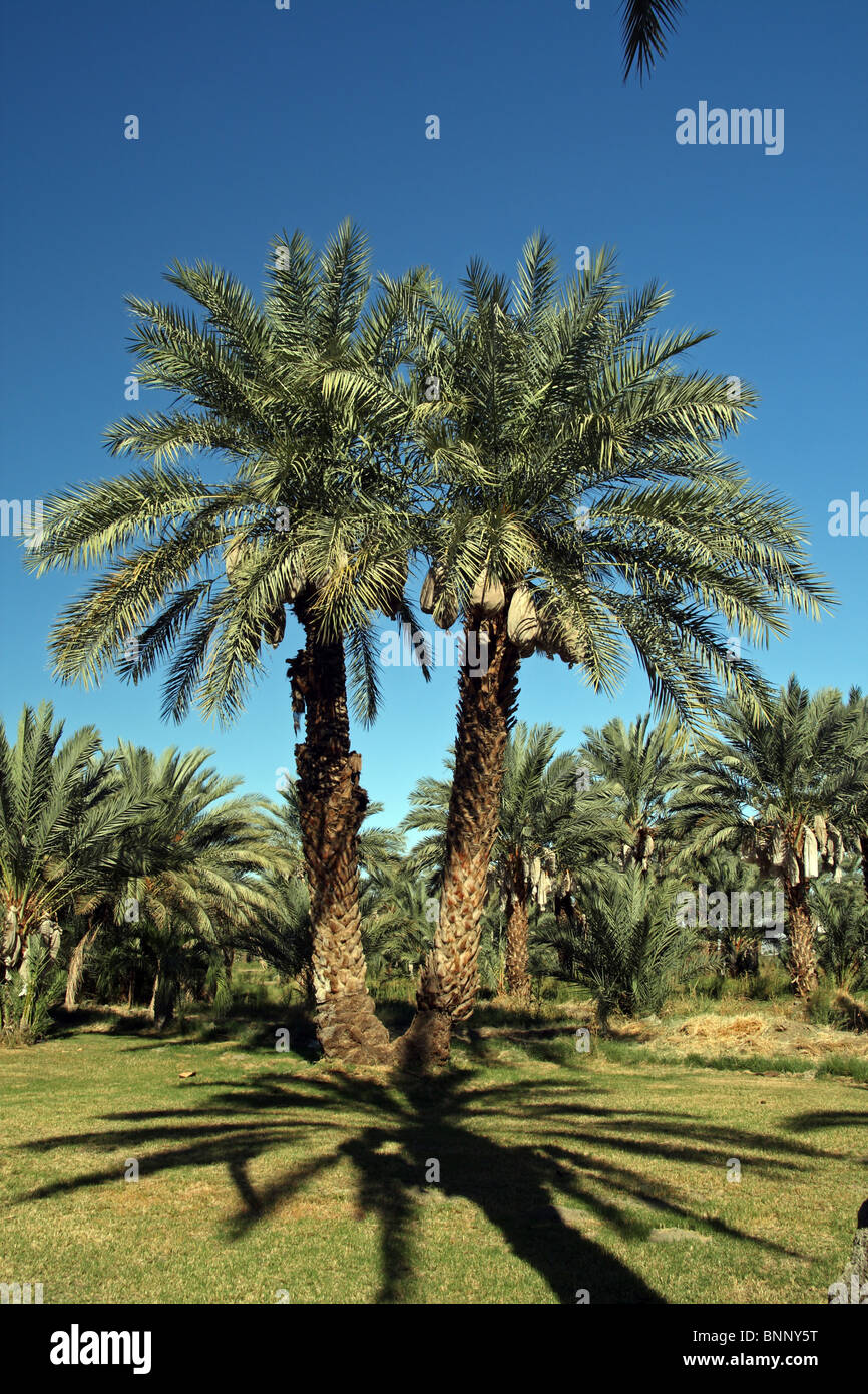 California dates coachella hi-res stock photography and images - Alamy