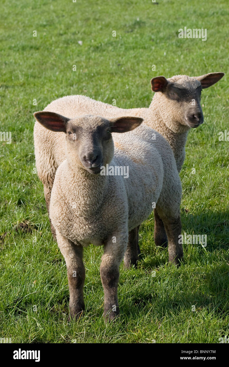 Rare breeds sheep hi-res stock photography and images - Alamy