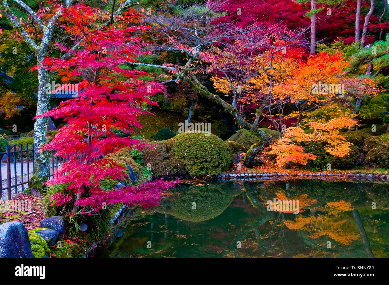 Autumn fall forest nikko hi-res stock photography and images - Alamy
