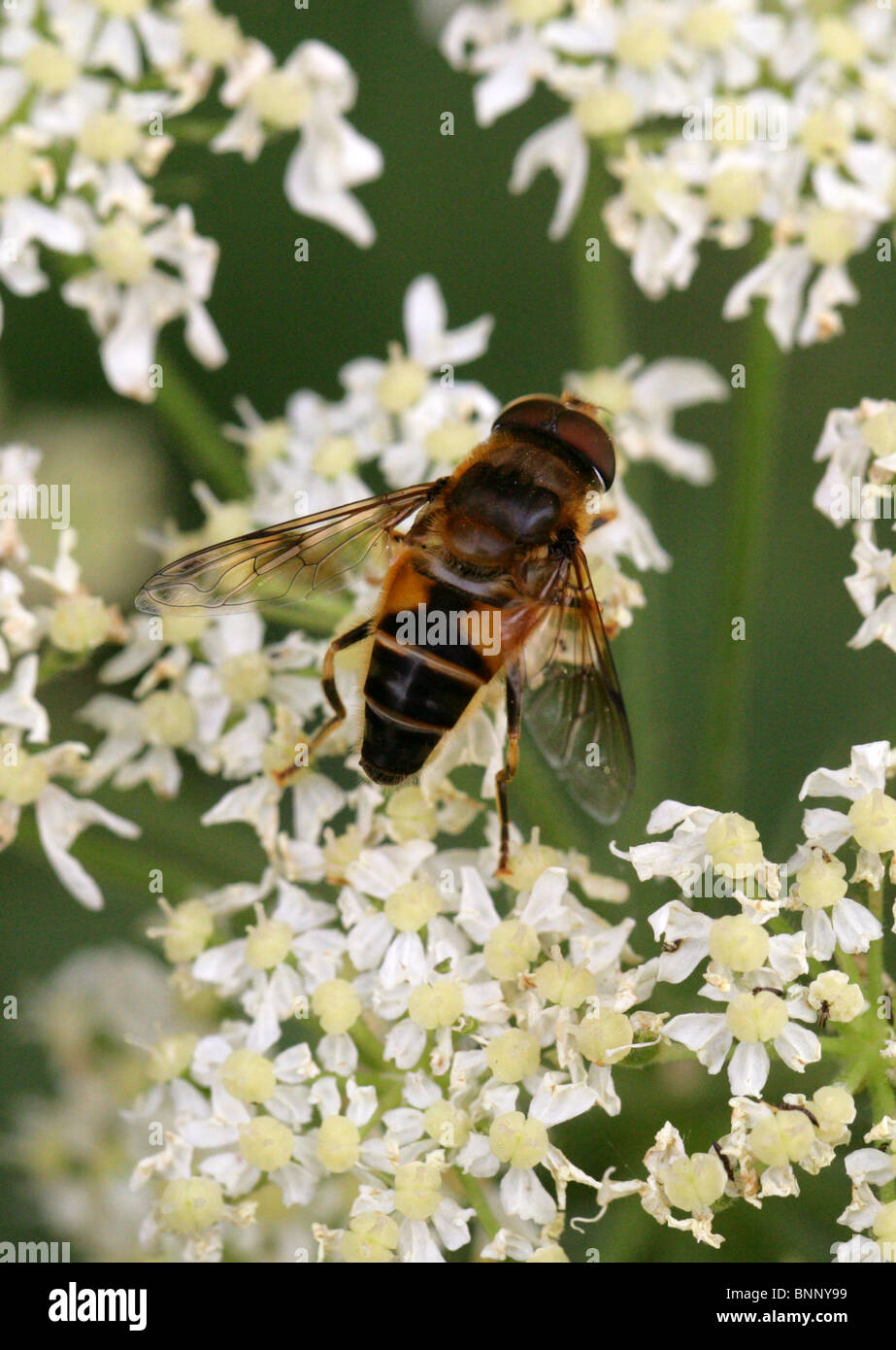 Hoverfly, Eristalis interruptus, Syrphidae, Diptera. A Common Type of ...