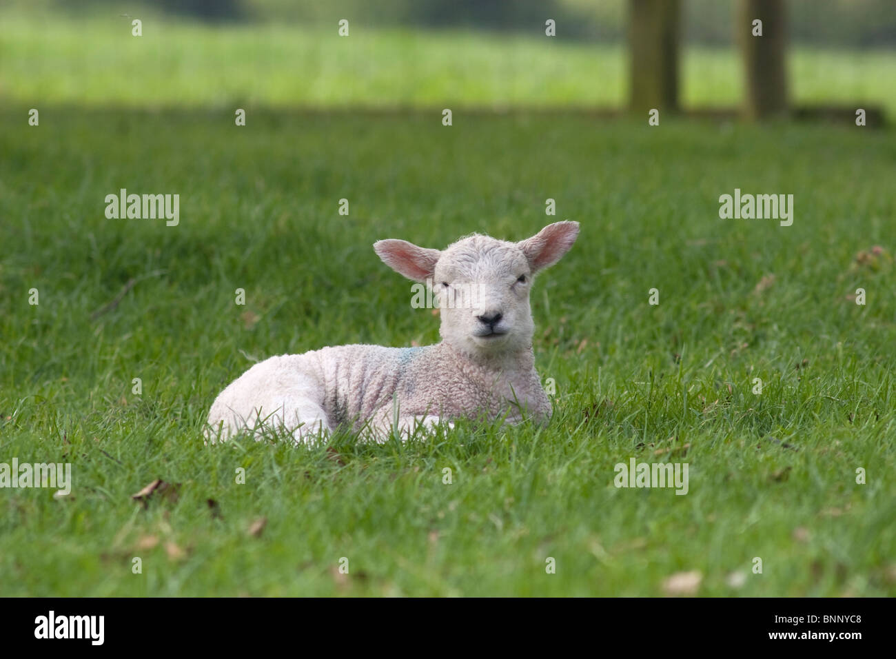 Baby lamb hi-res stock photography and images - Alamy