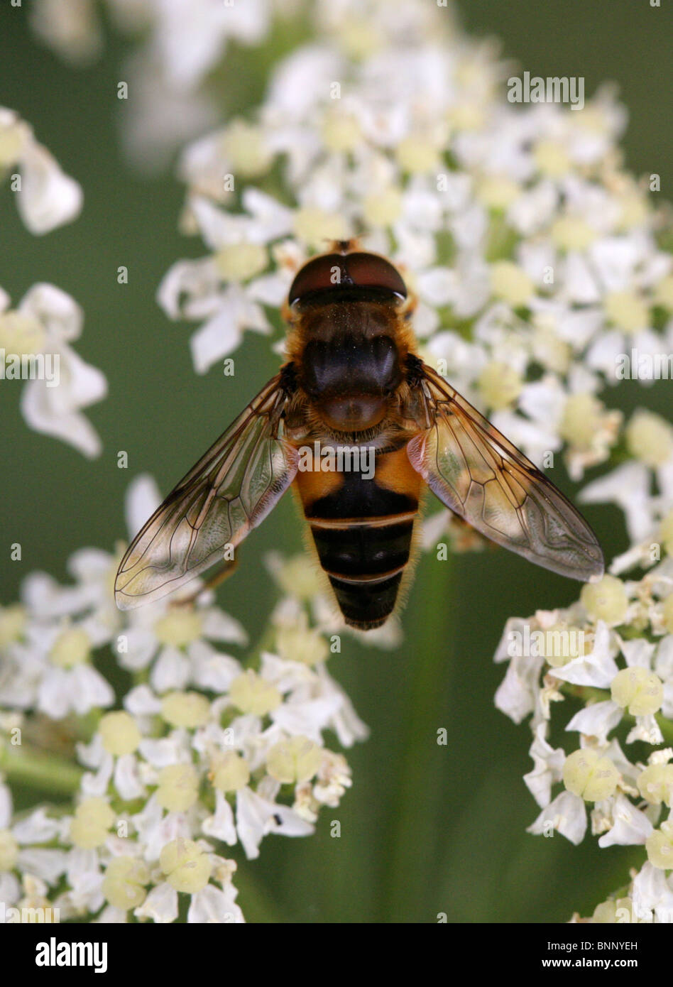 Hoverfly, Eristalis interruptus, Syrphidae, Diptera. A Common Type of ...