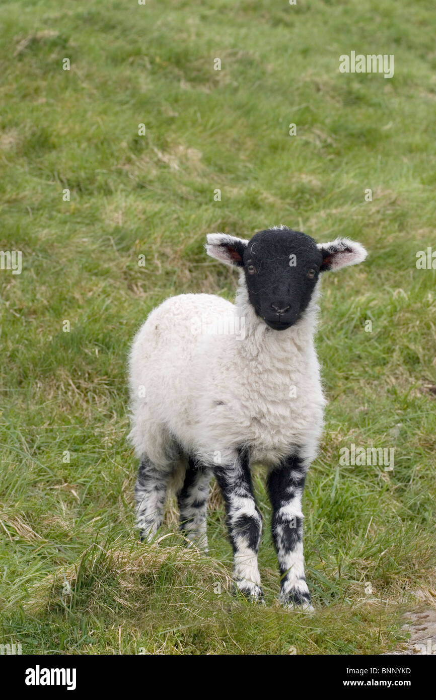 Swaledale lamb, Yorkshire Dales, England Stock Photo - Alamy