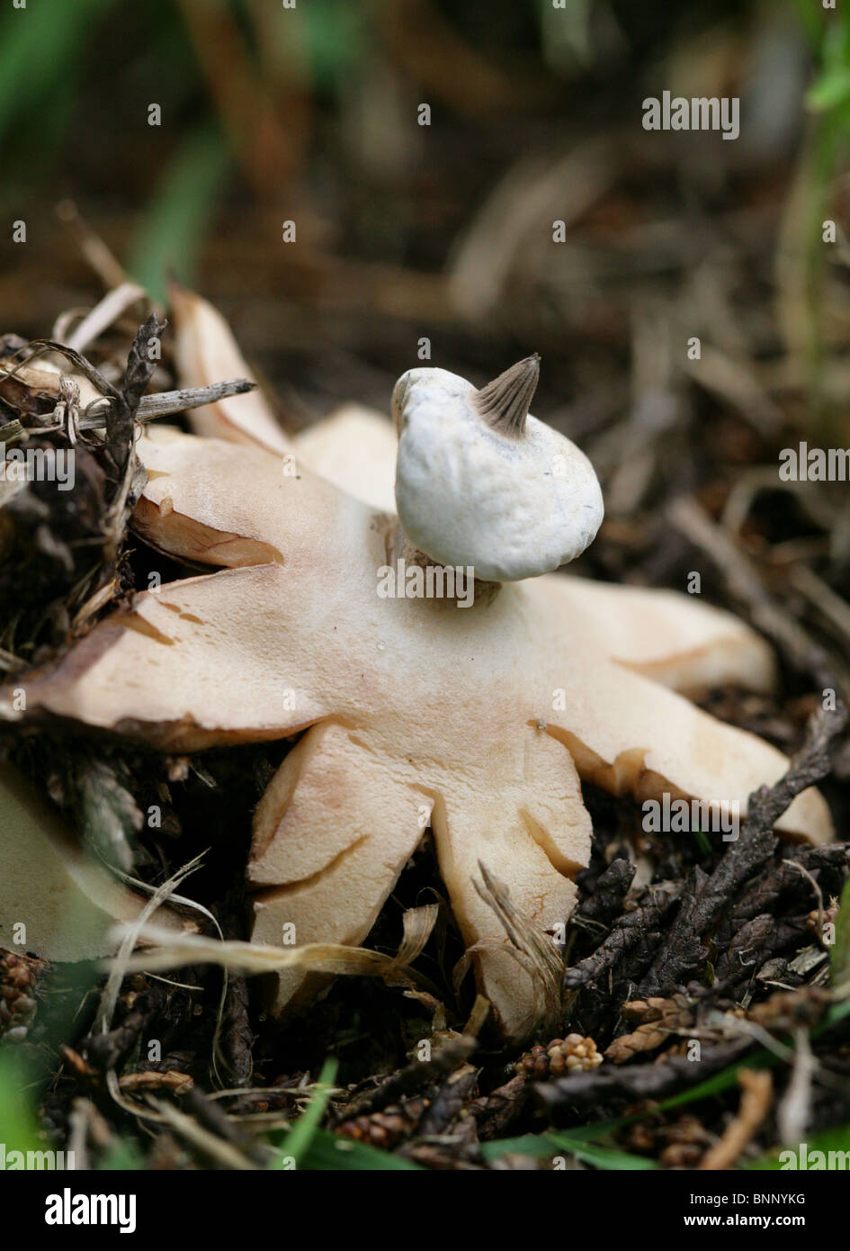 Earthstar, Geastrum striatum, Geastraceae, syn Geastrum bryantii Stock ...