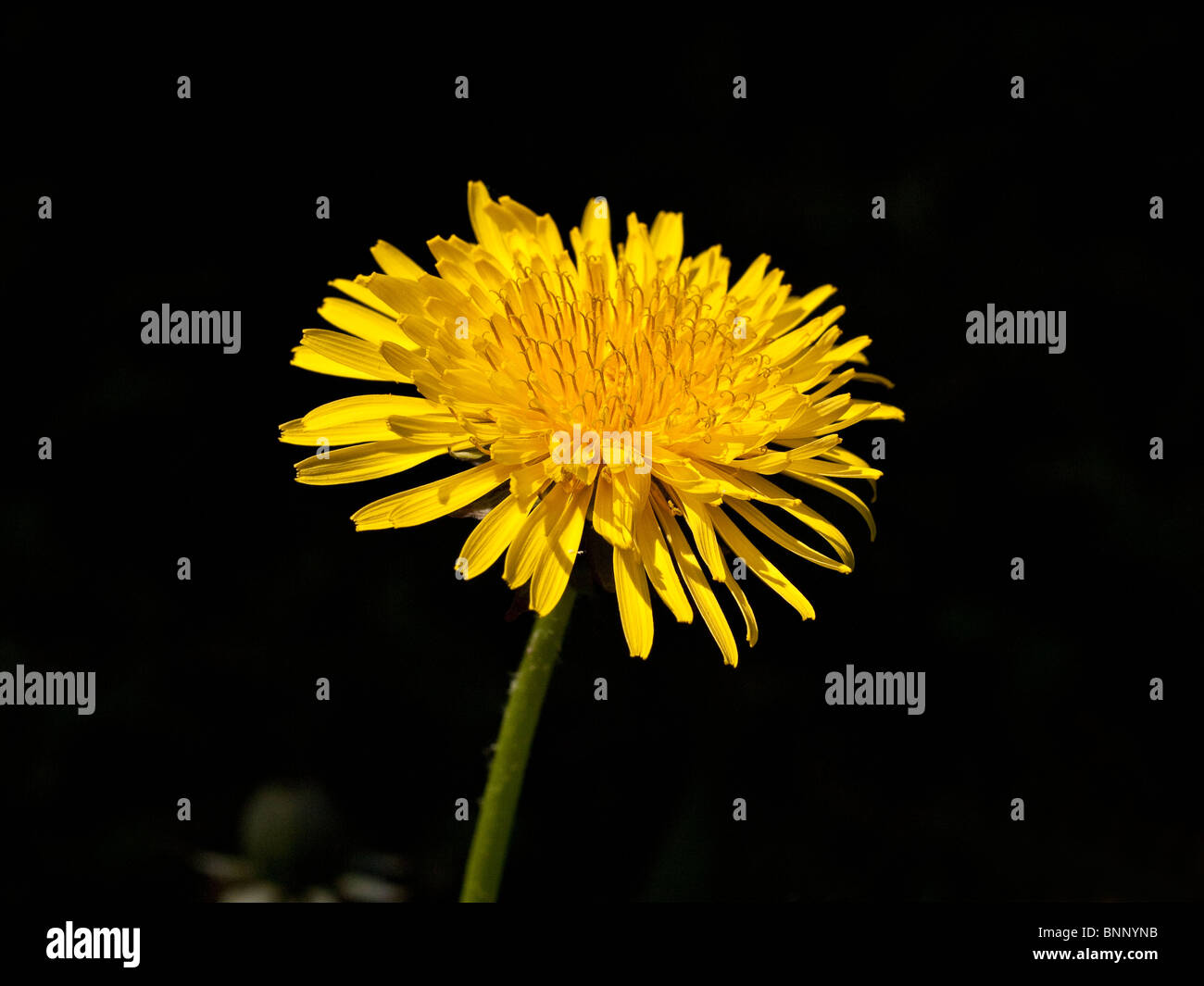 Composite Flower Head Stock Photos & Composite Flower Head Stock Images ...
