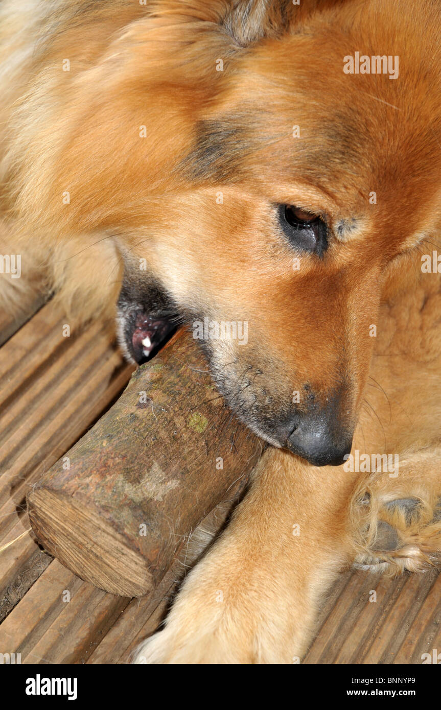 German shepherd playing with a log Stock Photo - Alamy