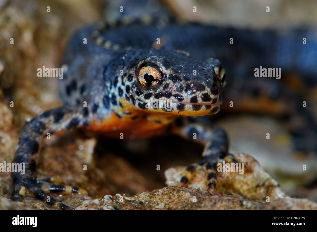 newt newts alpine newt Mesotriton alpestris Amphibian Amphibians ...