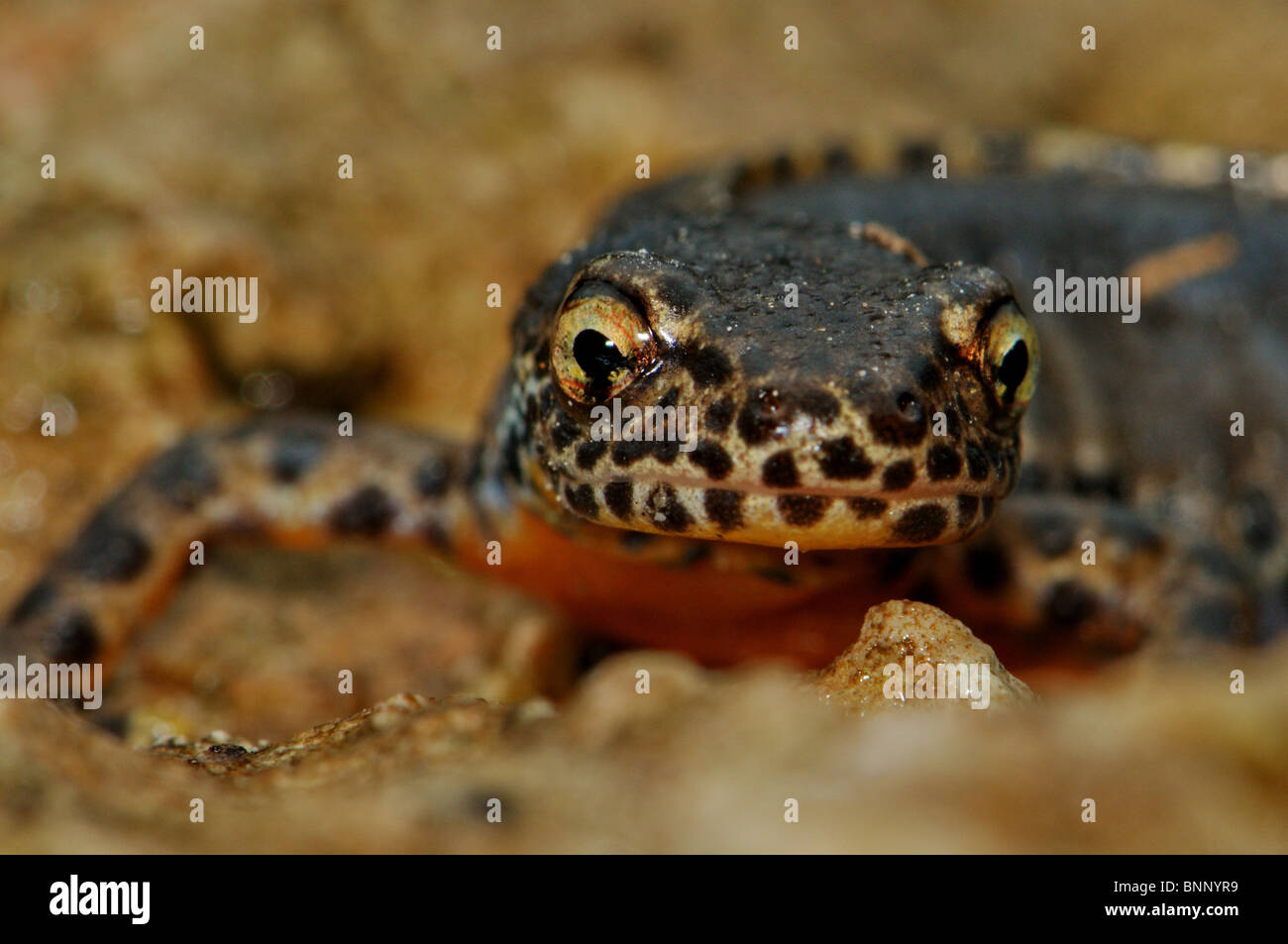 newt newts alpine newt Mesotriton alpestris Amphibian Amphibians ...