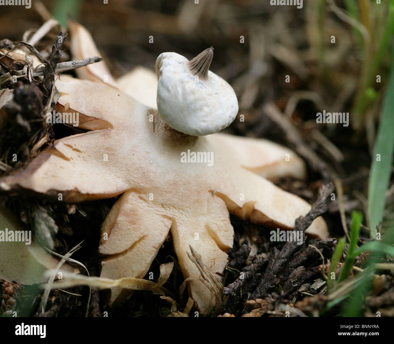 Earthstar, Geastrum striatum, Geastraceae, syn Geastrum bryantii Stock ...