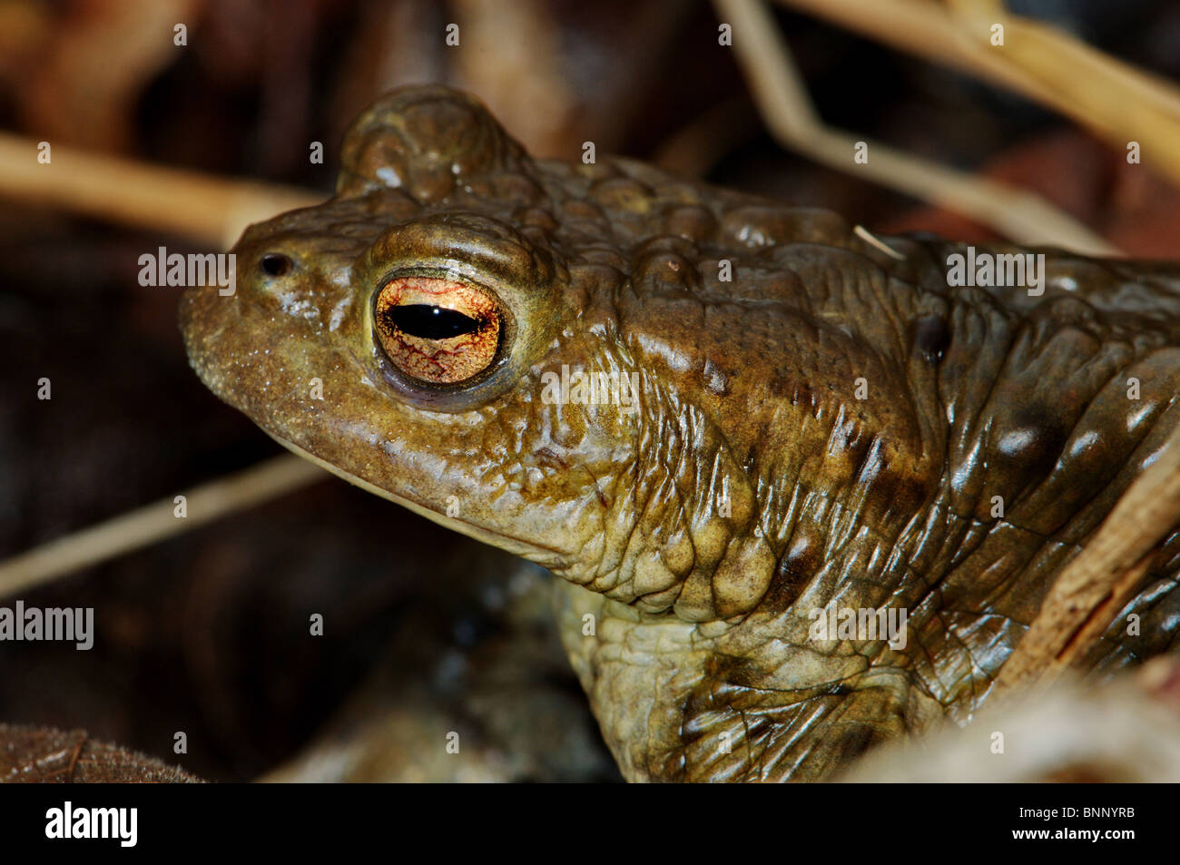 toad toads common toad Bufo bufo Amphibian Amphibians portrait ...