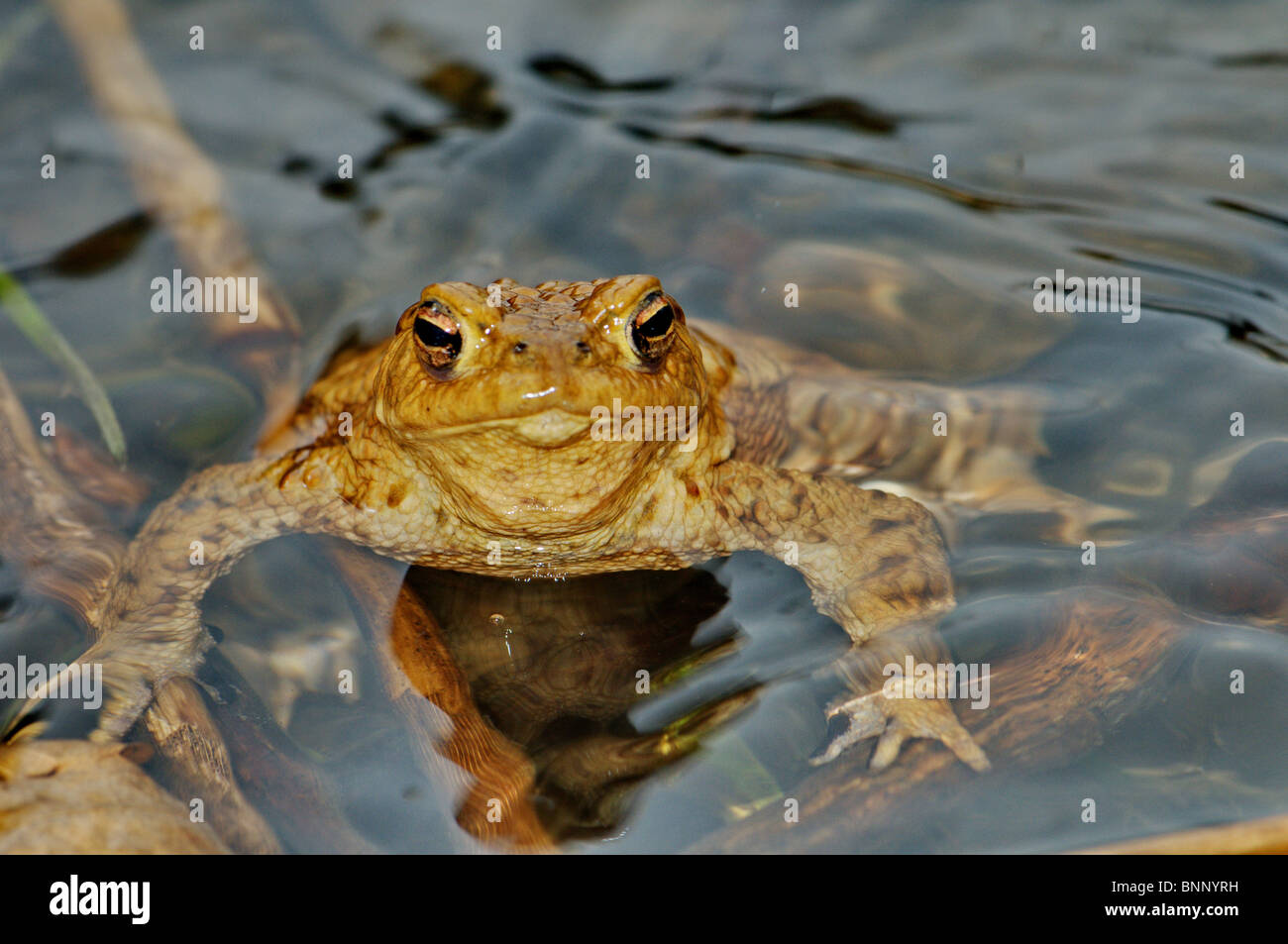 toad toads common toad Bufo bufo Amphibian Amphibians portrait ...