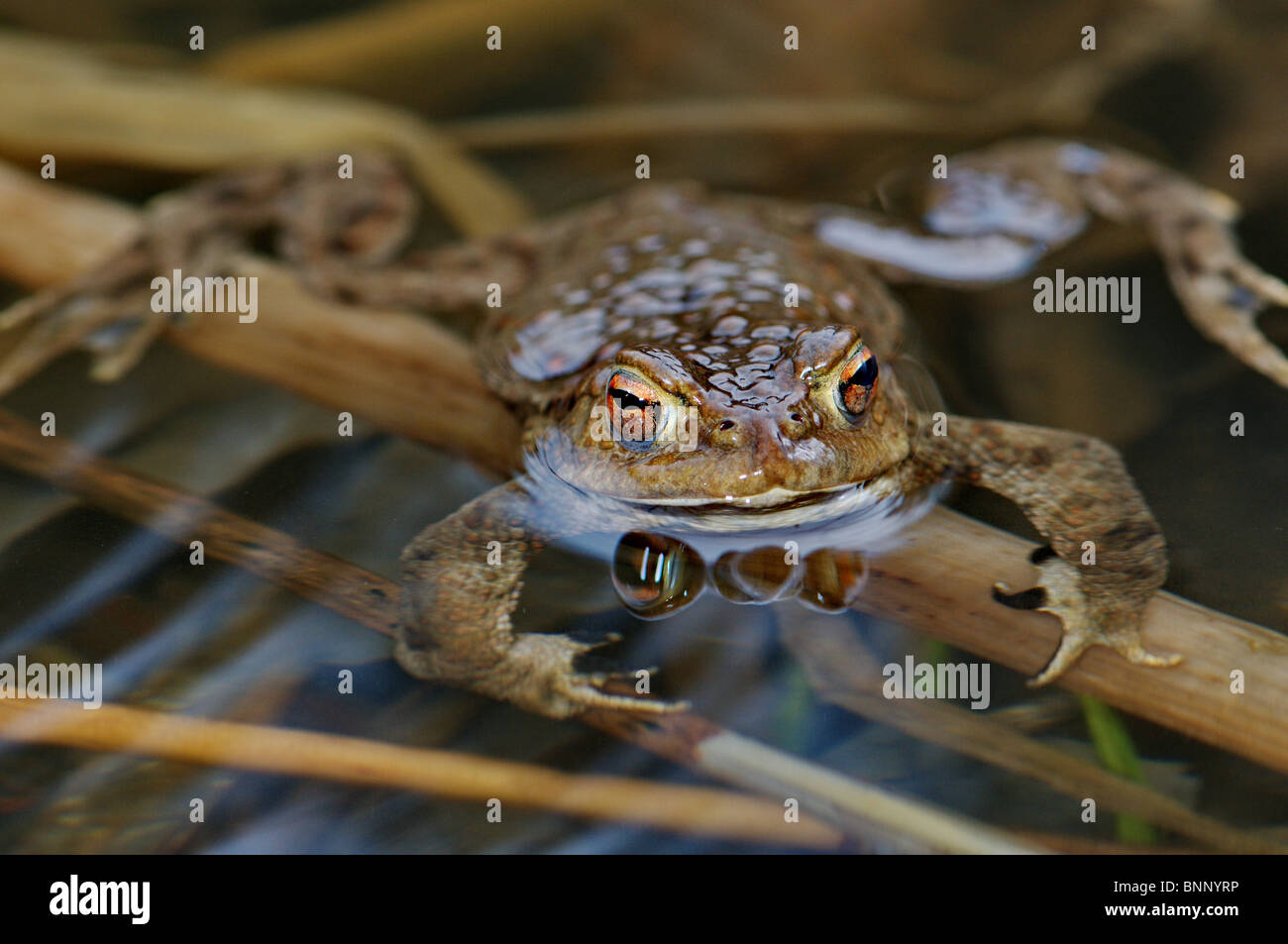 toad toads common toad Bufo bufo Amphibian Amphibians portrait ...