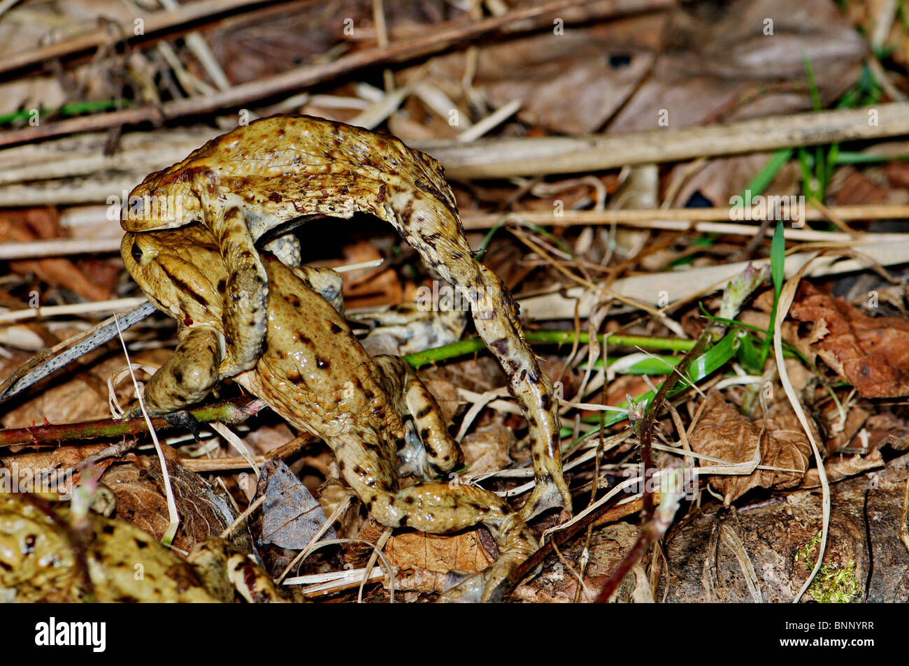 toad toads common toad Bufo bufo Amphibian Amphibians general view ...