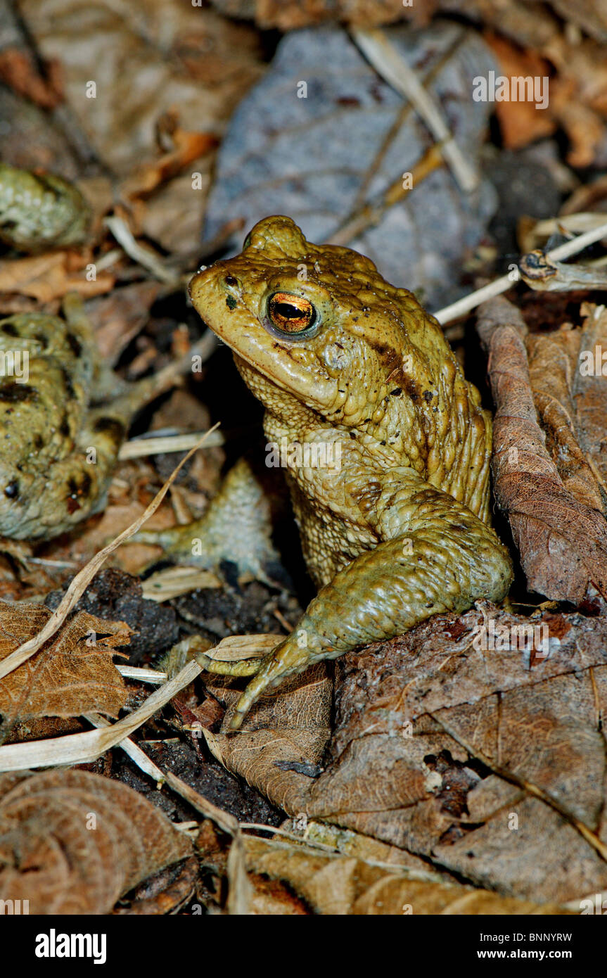 toad toads common toad Bufo bufo Amphibian Amphibians portrait ...