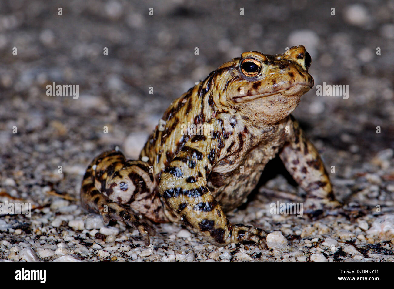 toad toads common toad Bufo bufo Amphibian Amphibians general view ...