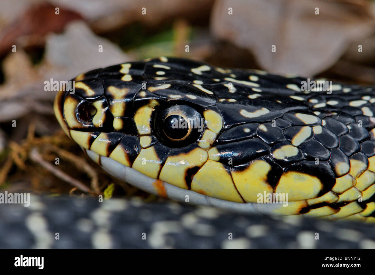 Western whip snake whip snake colubrid colubrids Hierophis v ...