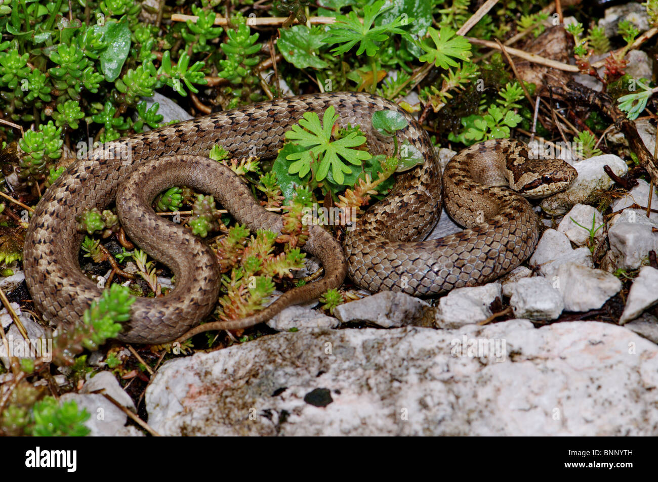smooth snake Coronella austriaca snake snakes reptile reptiles general ...