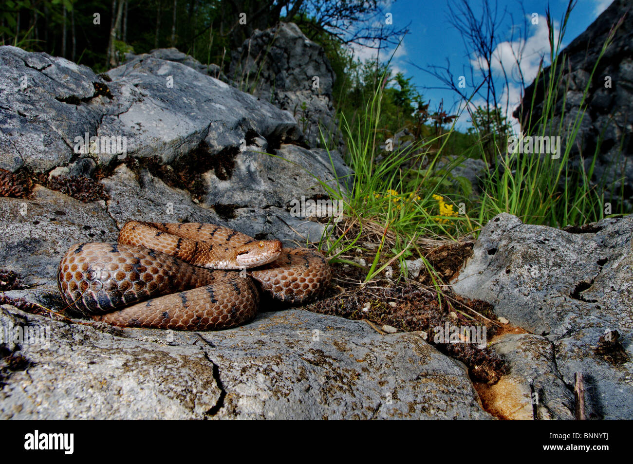 viper vipers adder adders asp viper Vipera a. aspis snake snakes ...