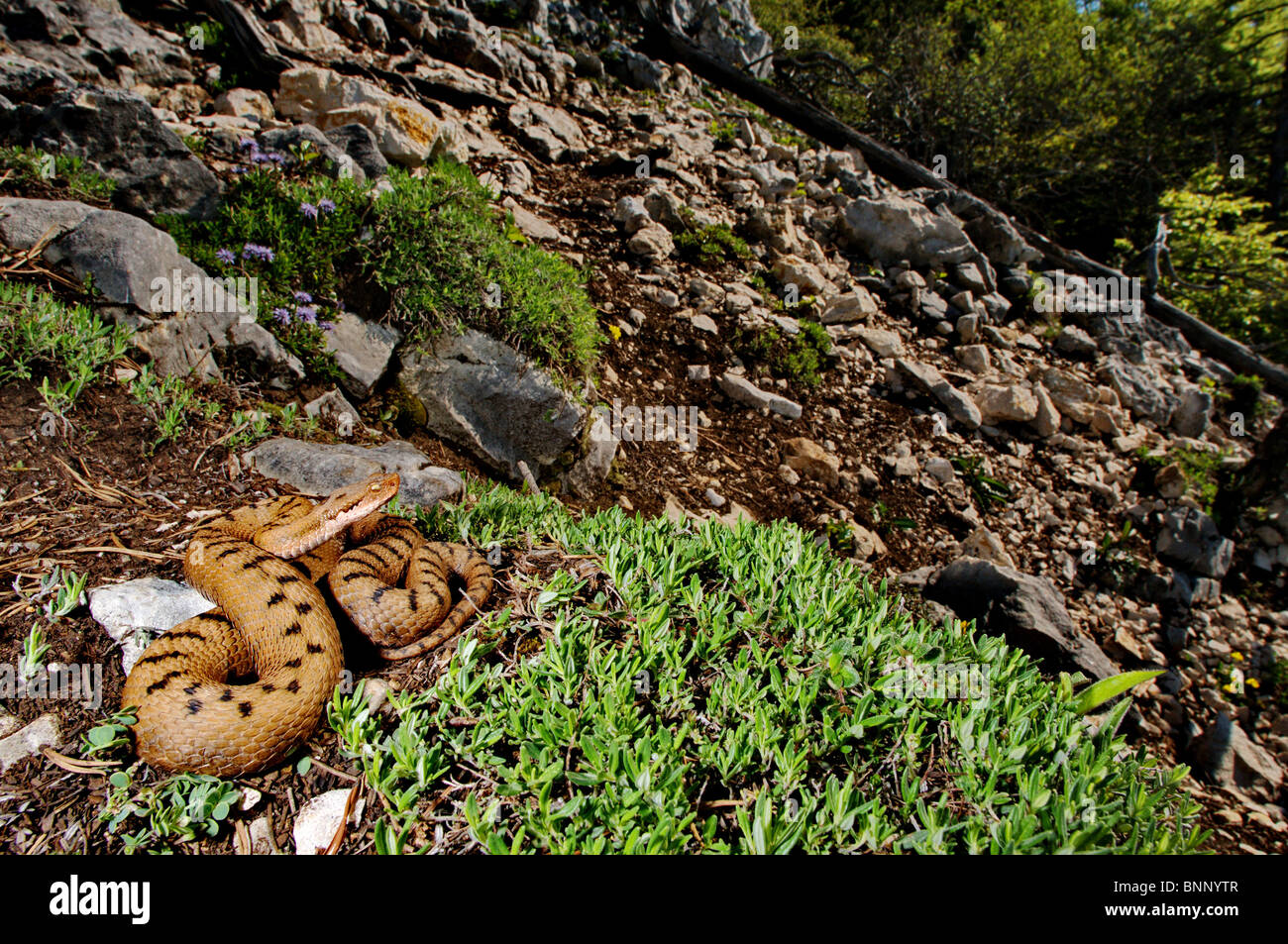 viper vipers adder adders asp viper Vipera a. aspis snake snakes ...