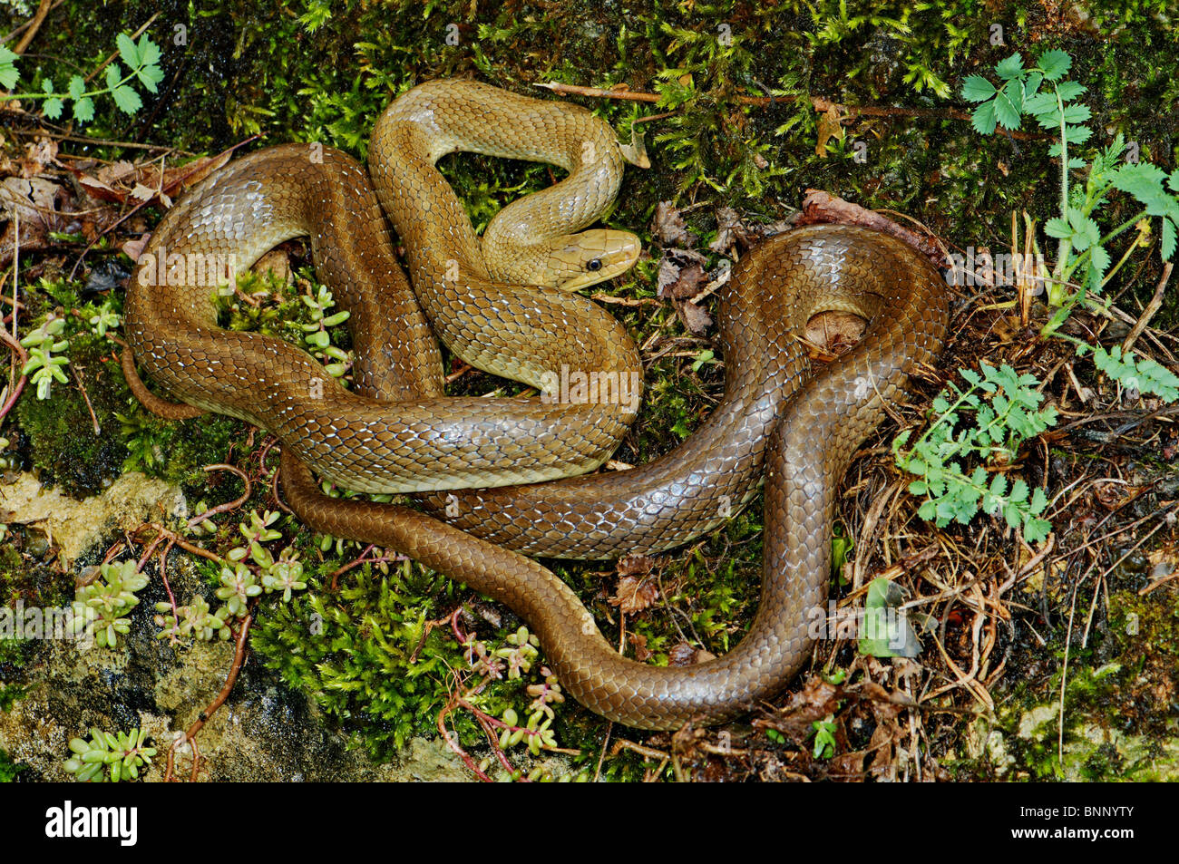 Aesculapian snake colubrid colubrids Zamenis l. longissimus snake ...