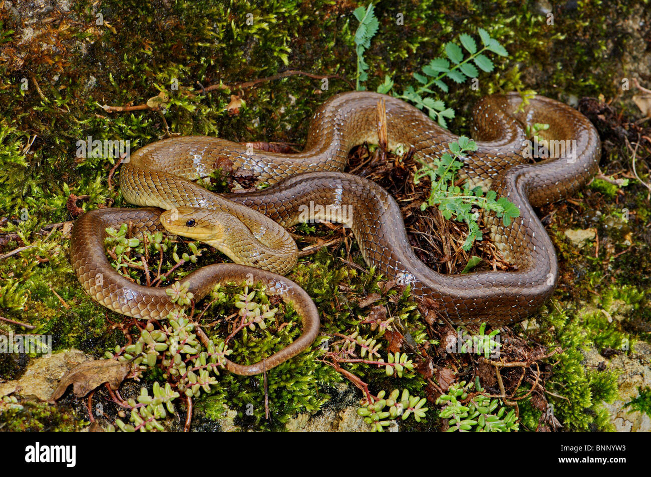 Aesculapian snake colubrid colubrids Zamenis l. longissimus snake ...