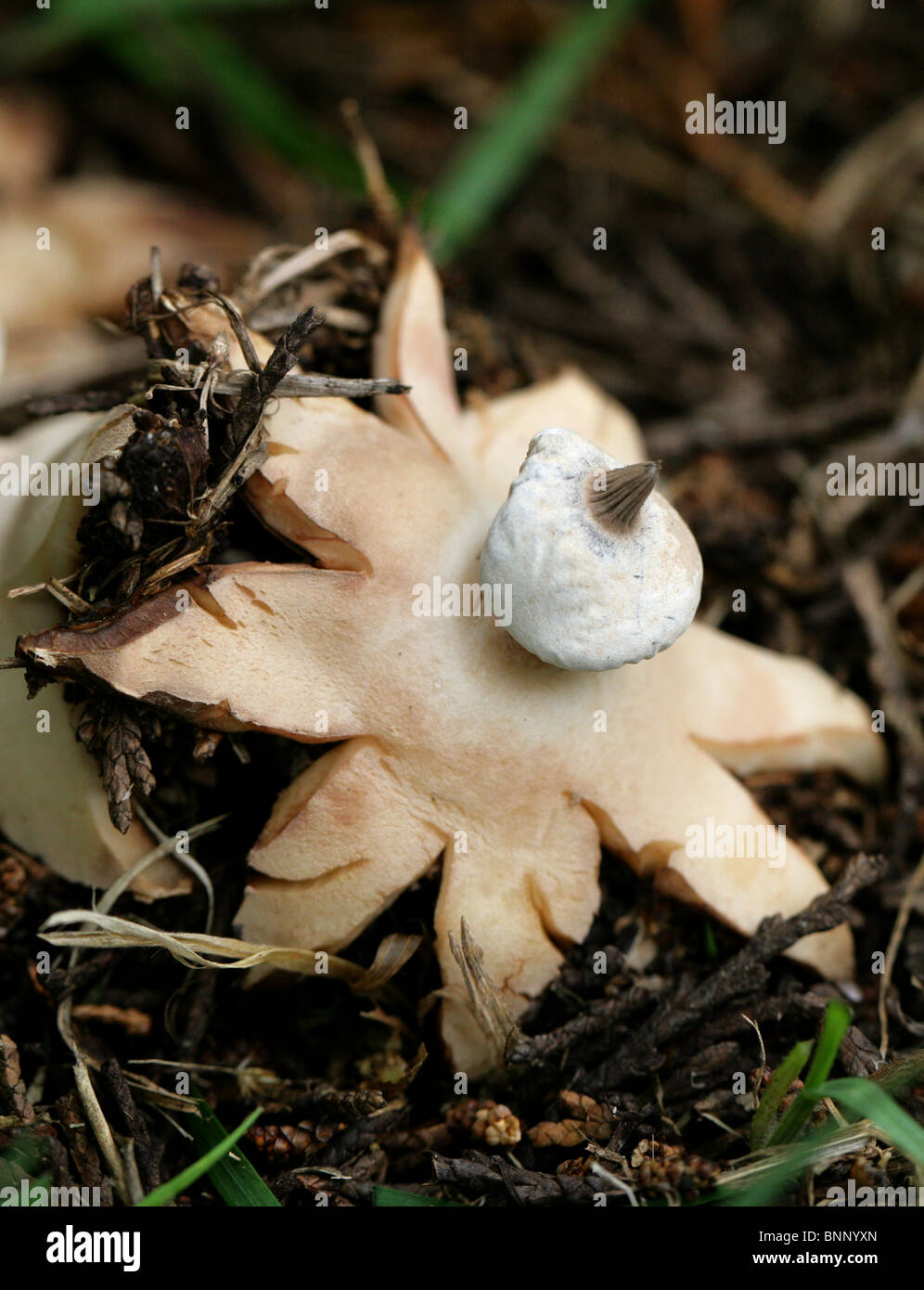 Earthstar, Geastrum striatum, Geastraceae, syn Geastrum bryantii Stock ...