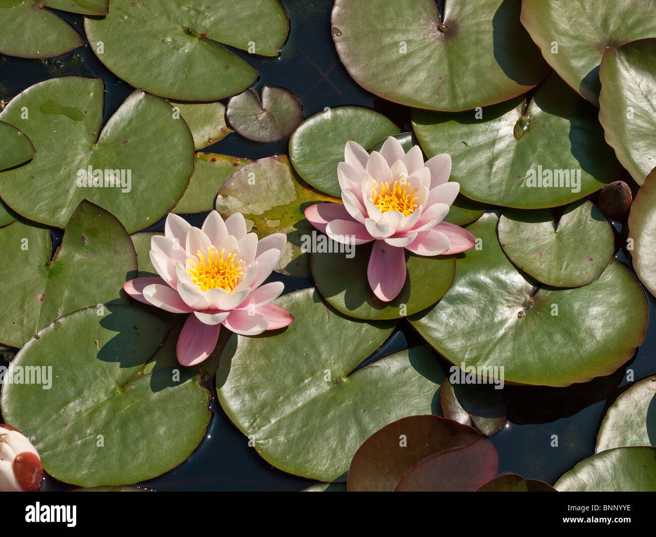 Cultivated Water Lily Carnea gowing in UK Stock Photo - Alamy