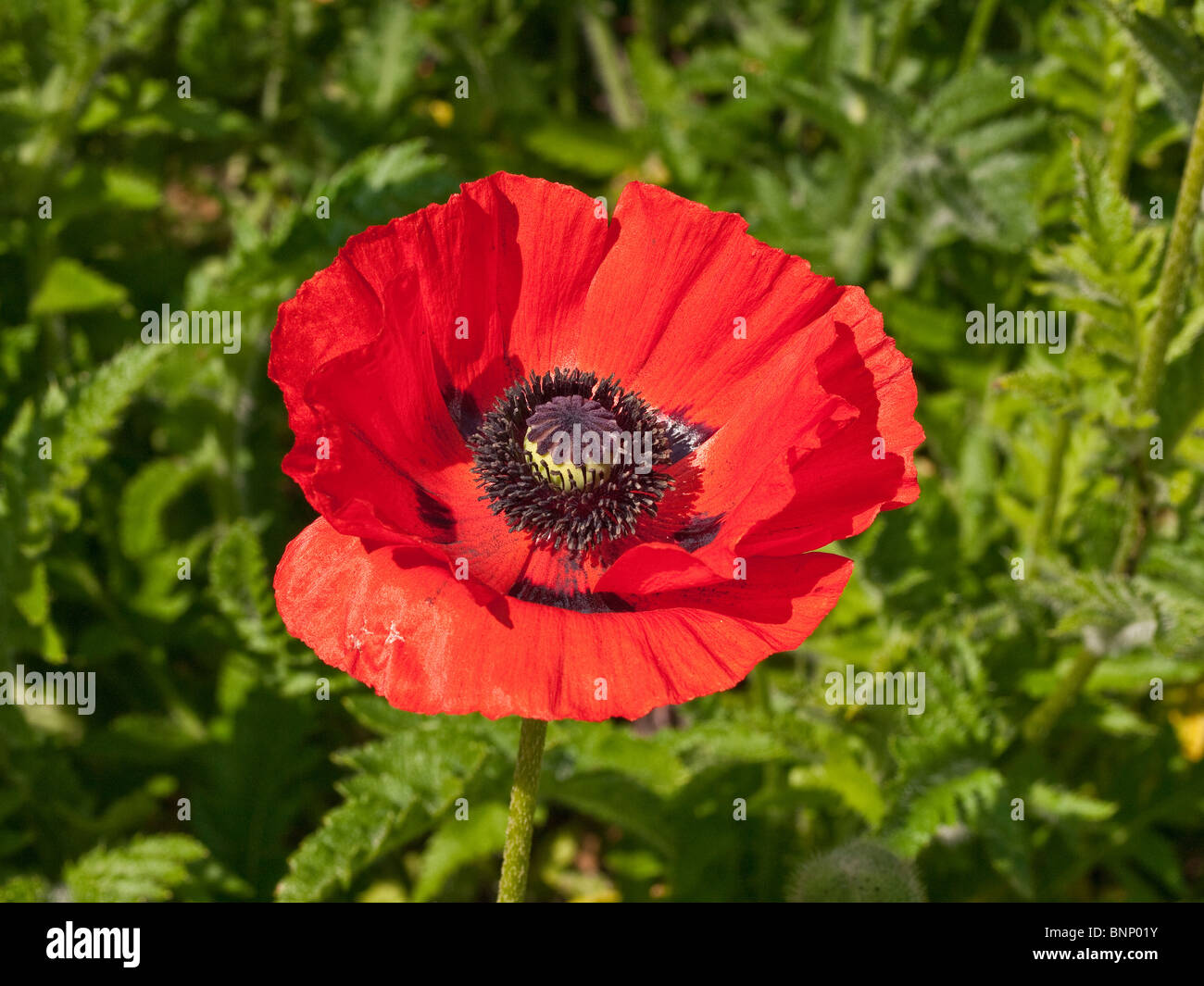 Papaver orientalis hi-res stock photography and images - Alamy