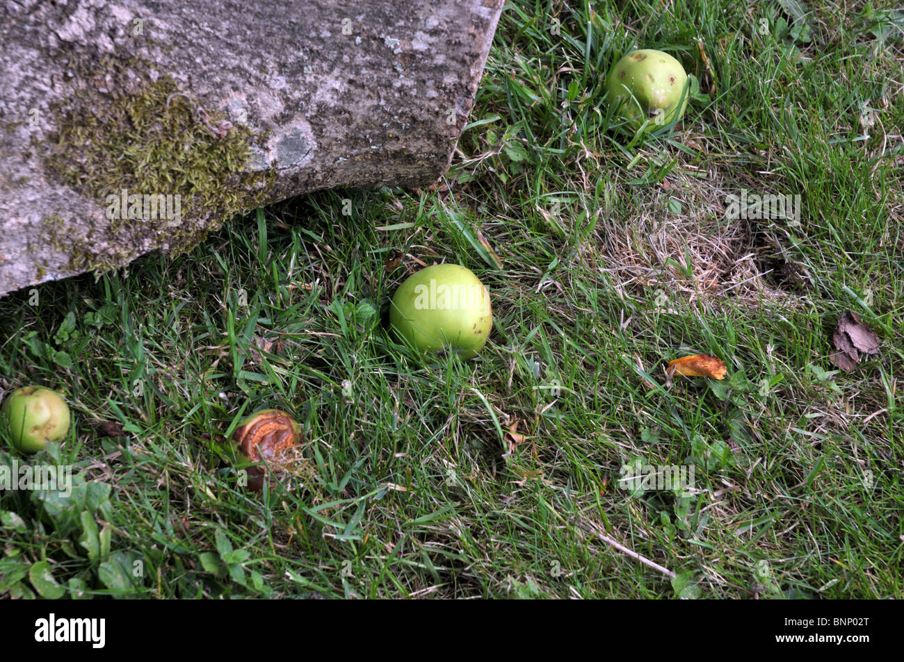 wind fall apples Stock Photo - Alamy