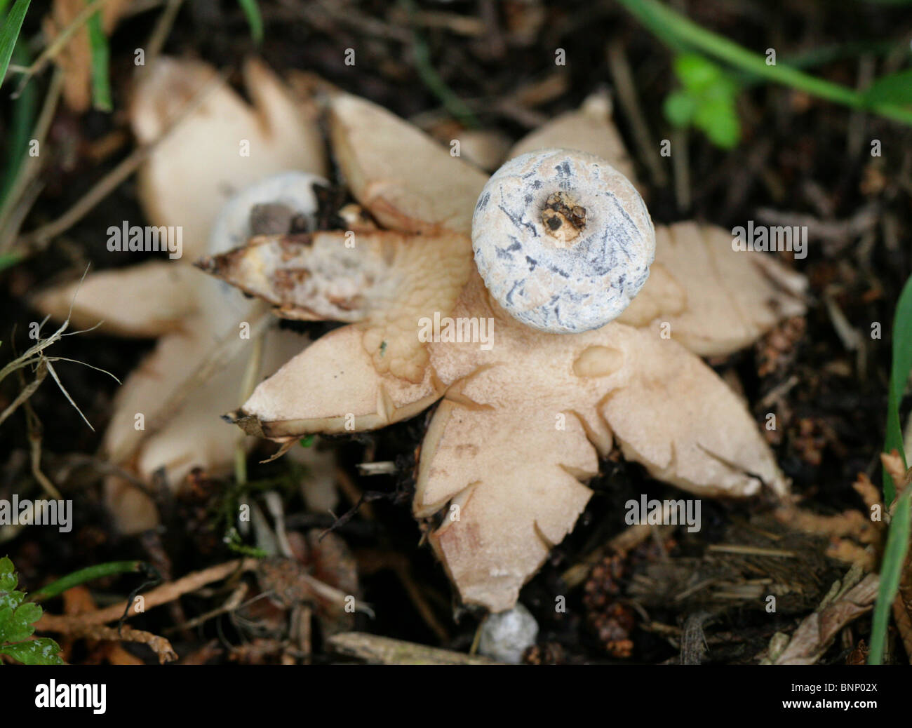 Earthstar, Geastrum striatum, Geastraceae, syn Geastrum bryantii Stock ...