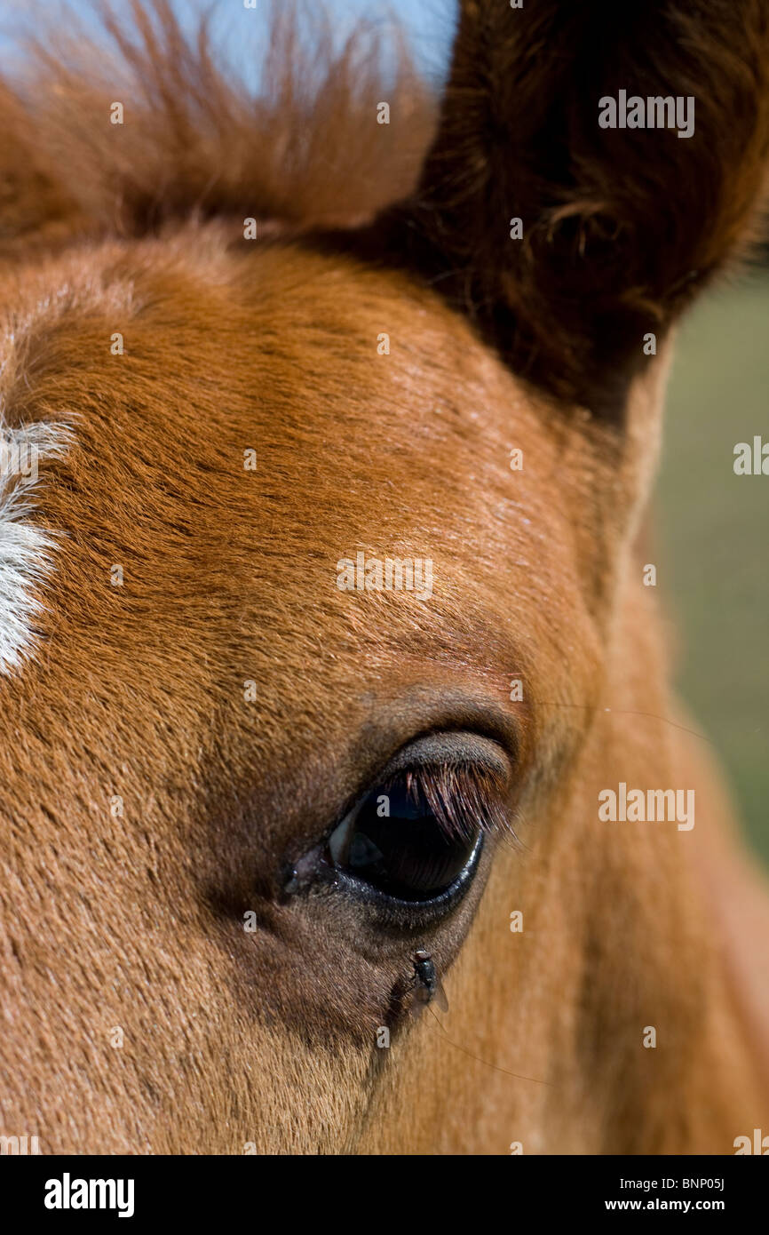 Close up of a young ponies eye, with a fly on it's lower lid, New ...