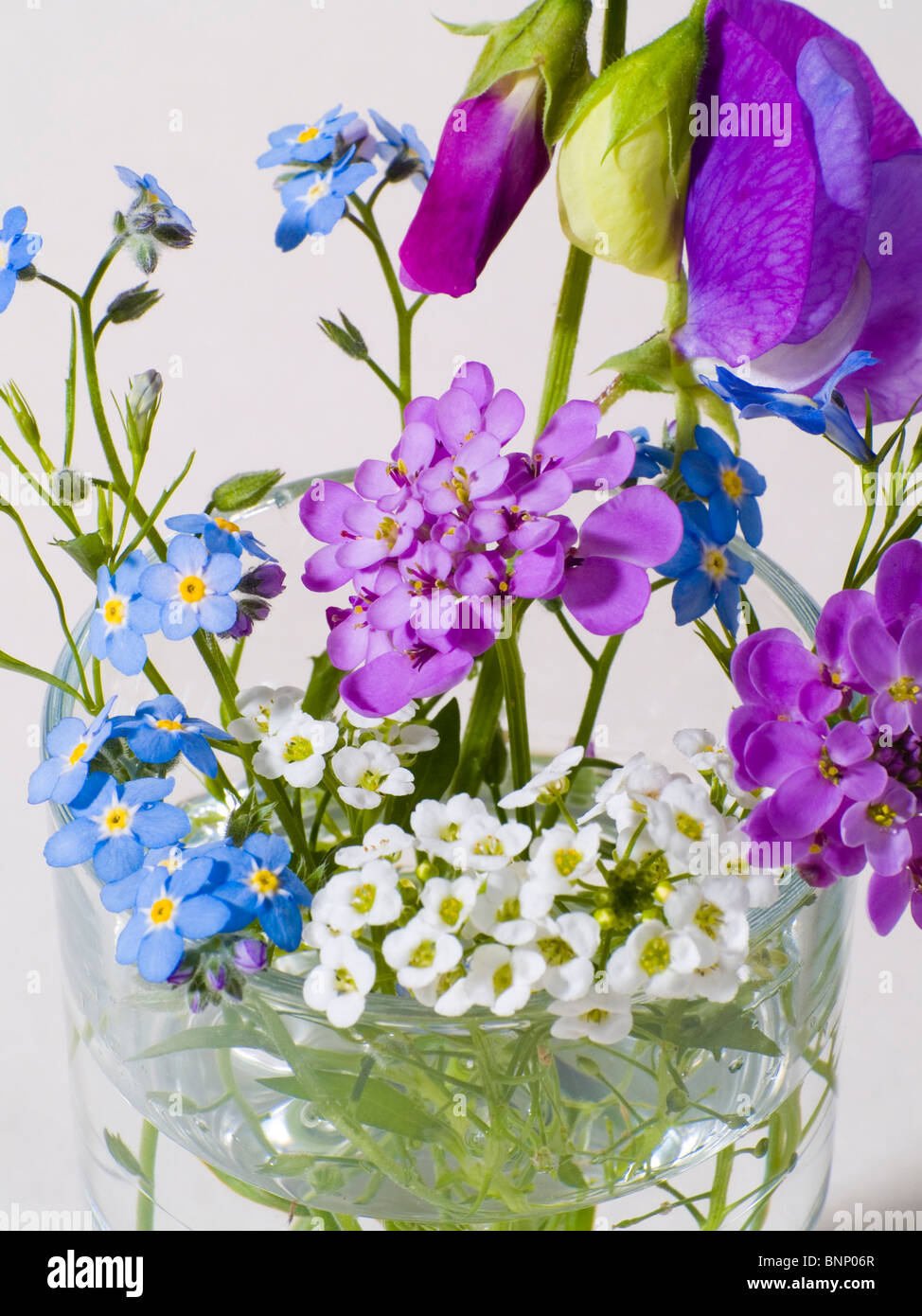 Blue sweet alyssum hi-res stock photography and images - Alamy