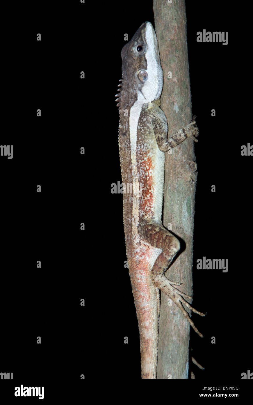 A Northern Water Dragon (Amphibolurus temporalis) sleeping on a ...