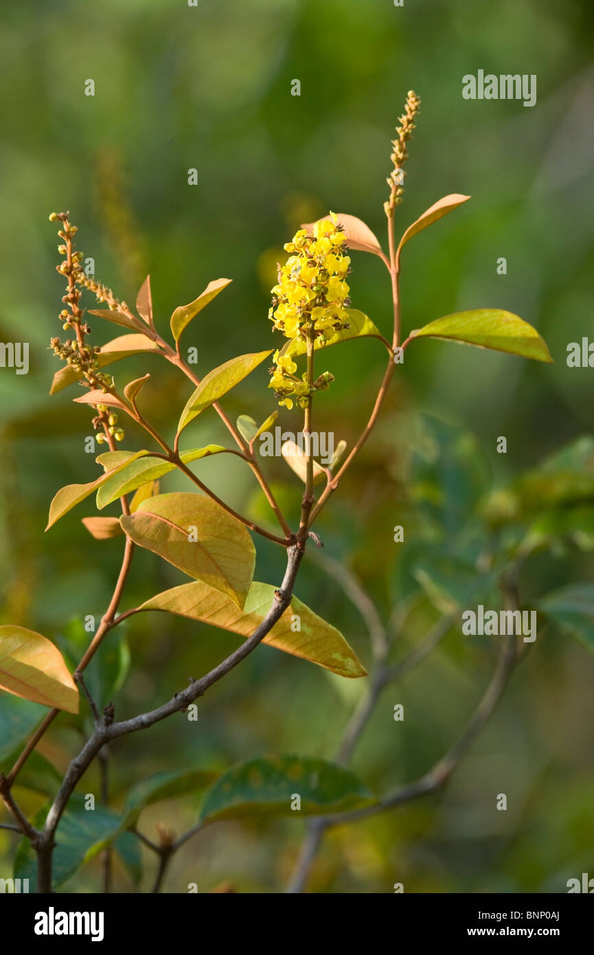 Galphimia yellow flowering tree Surama Village Guyana South America ...