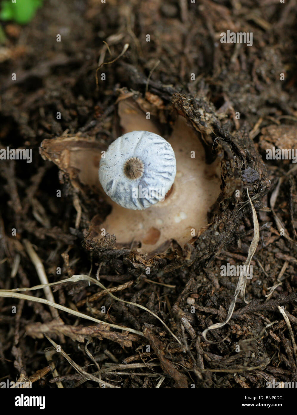 Puffball fungus earthstar hi-res stock photography and images - Alamy