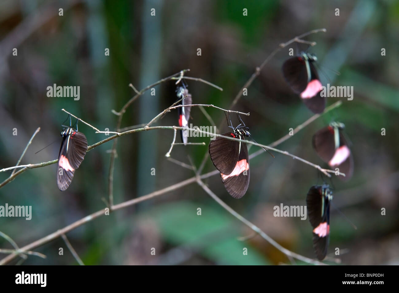 Guyana insects hi-res stock photography and images - Alamy