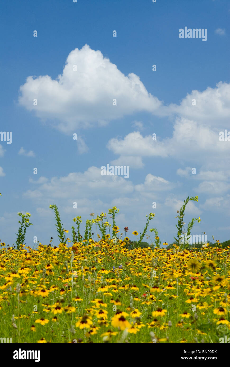 Field of Yellow Flowers Stock Photo - Alamy