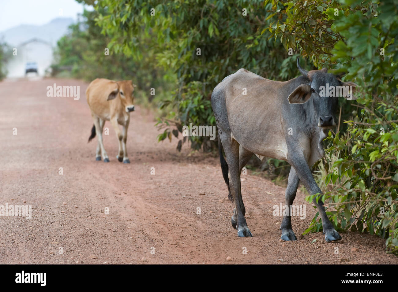 Cows walking on the side of the road Guyana South America Stock Photo ...
