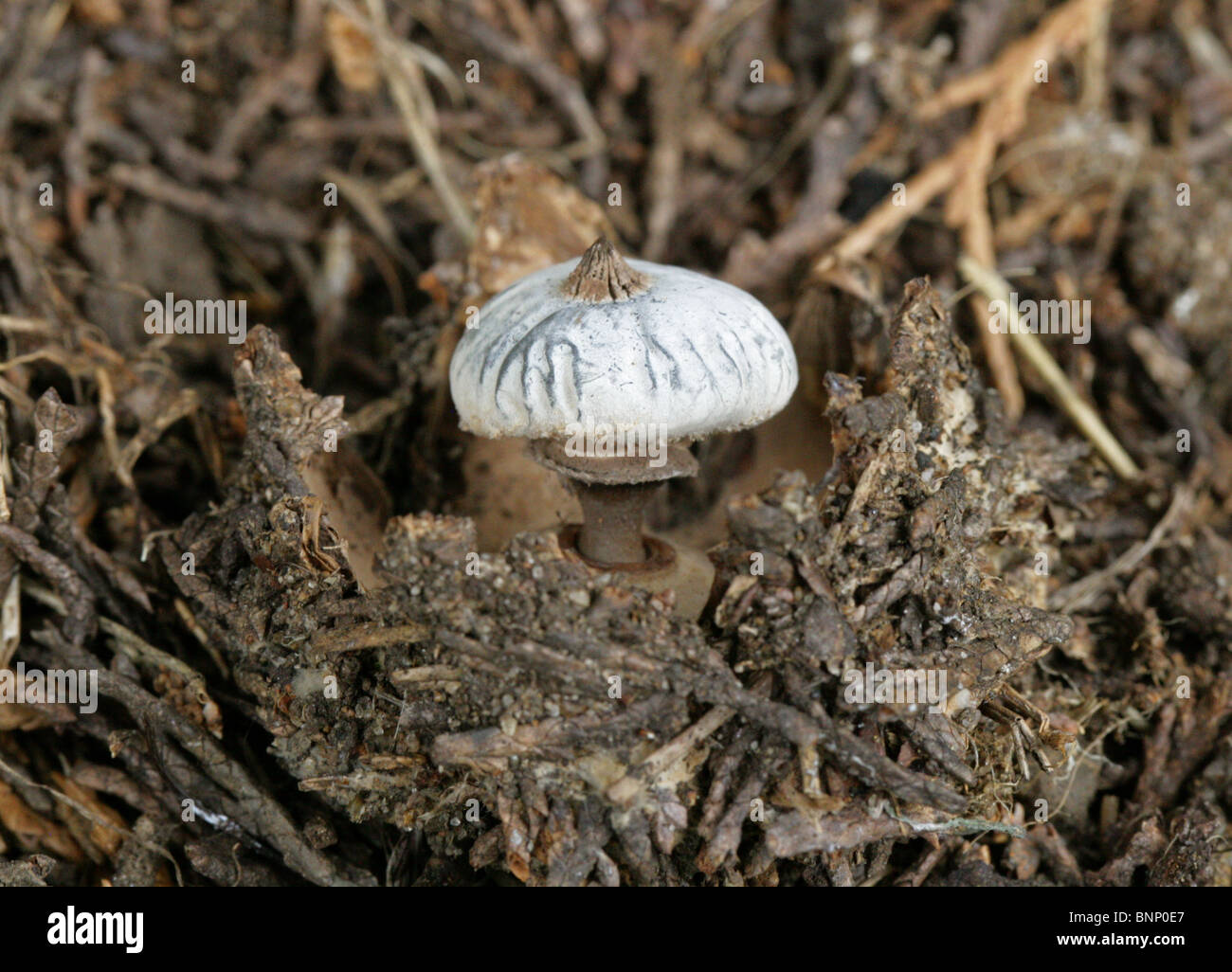 Earthstar, Geastrum striatum, Geastraceae, syn Geastrum bryantii Stock ...