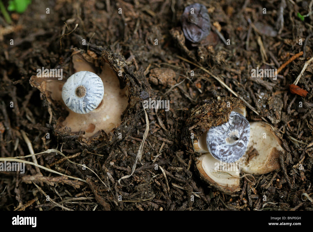 Earthstars, Geastrum striatum, Geastraceae, syn Geastrum bryantii Stock ...