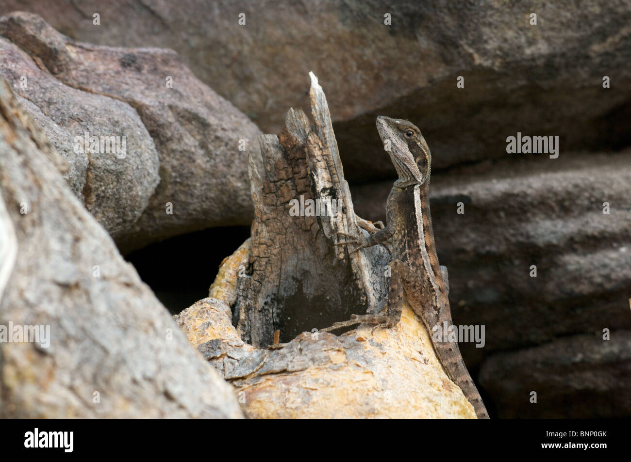 A Gilbert's Dragon (Amphibolurus gilberti) perched on a stump among ...