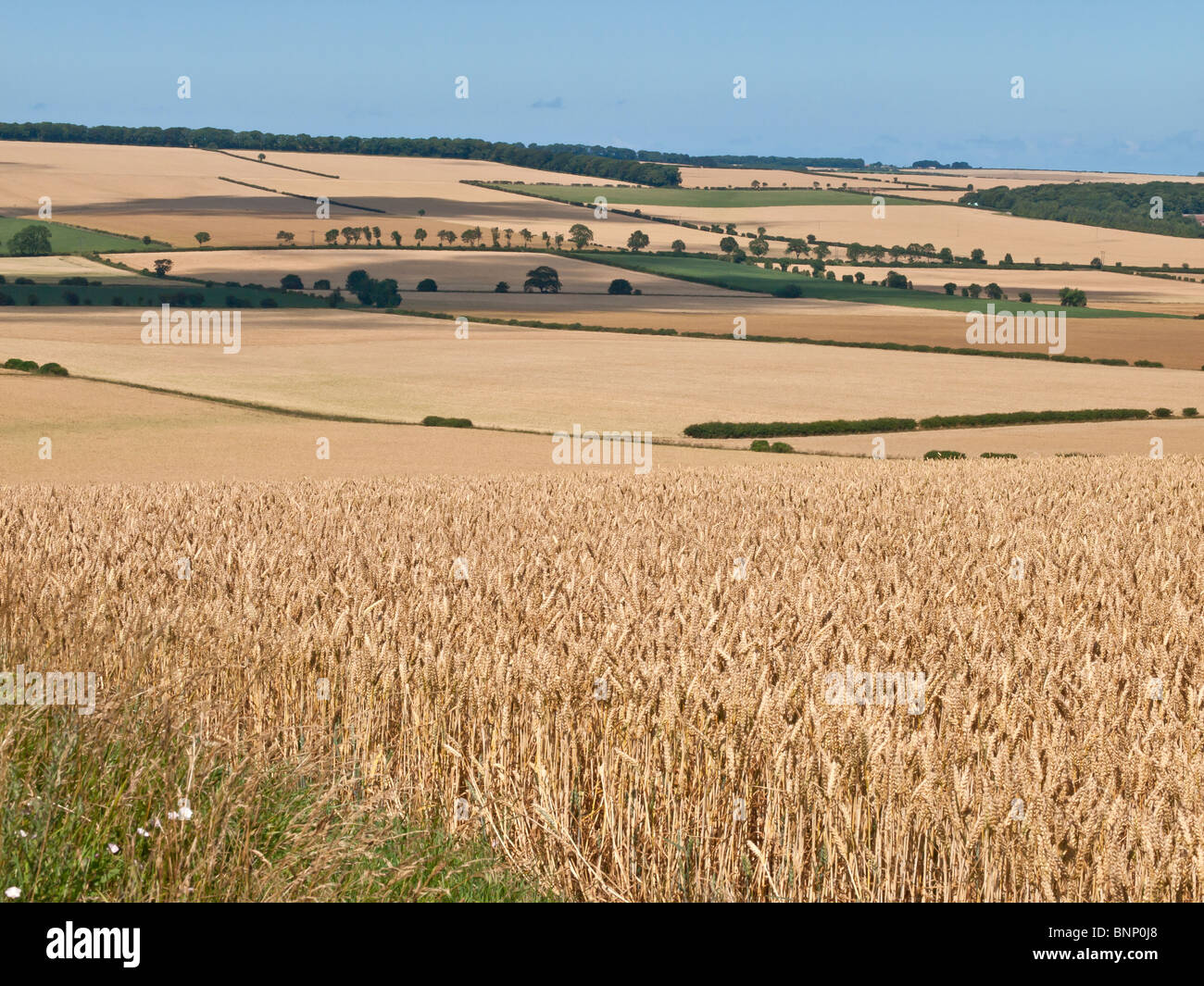 Uk cereal crops hi-res stock photography and images - Alamy