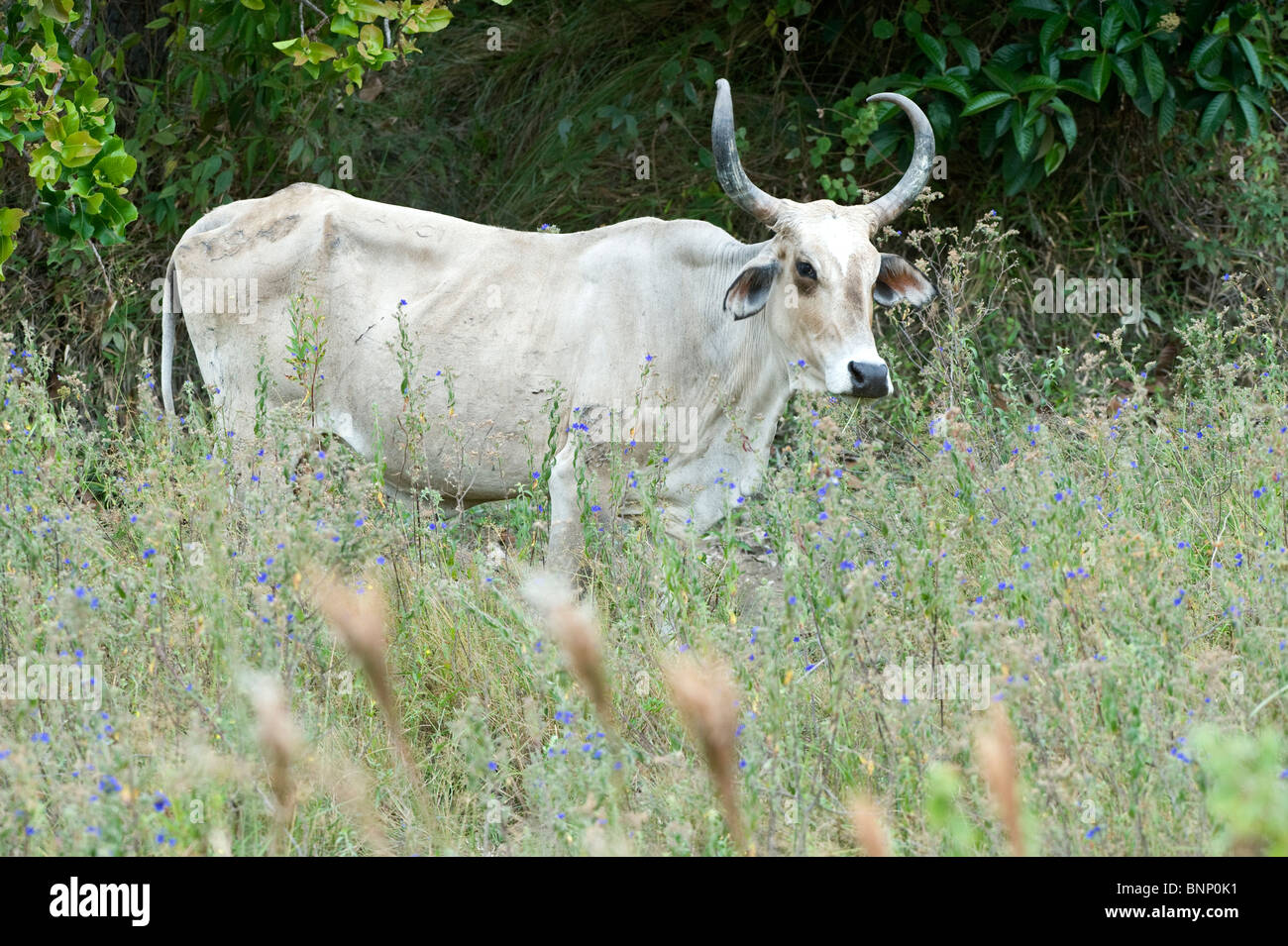 Cow on the side of the road close to Surama Village Guyana South ...