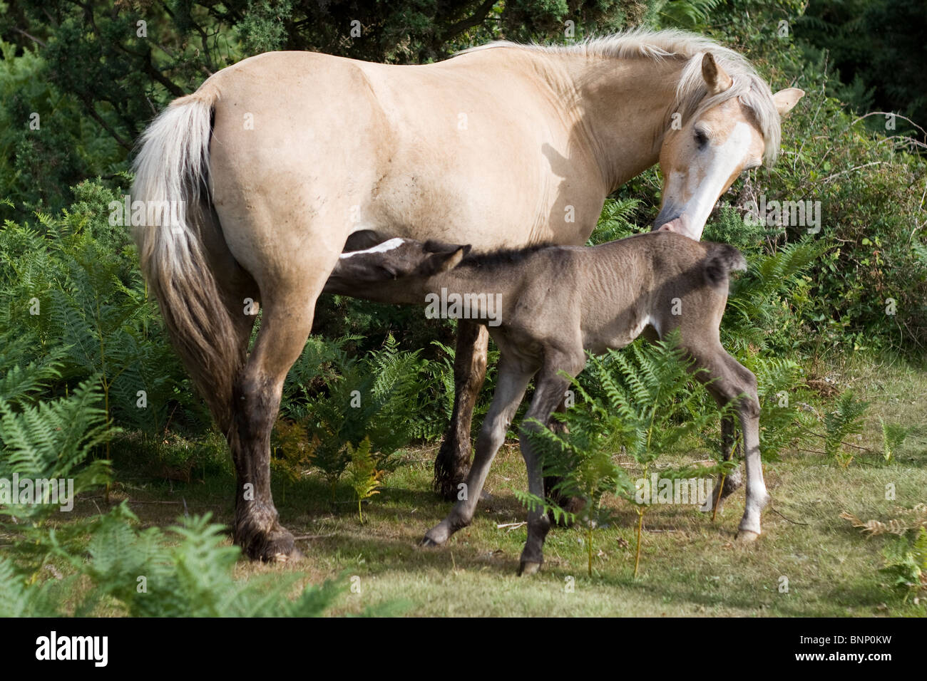Wild pony mother nursing foal in the New Forest, Hampshire, England ...