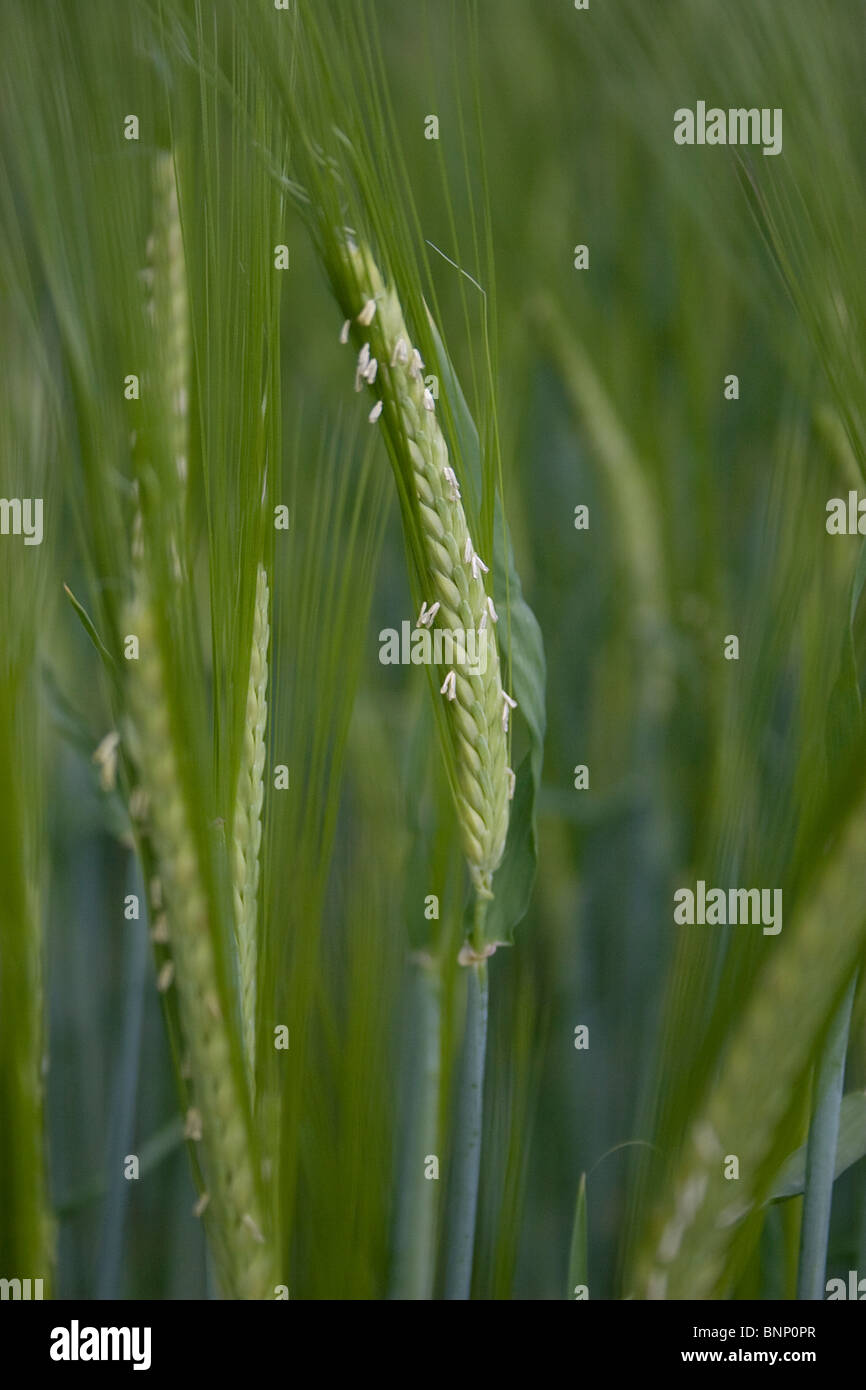 Agriculture and crop field hi-res stock photography and images - Alamy
