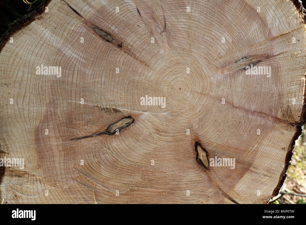 Sawn tree log with tree rings, Ennerdale, The Lake District, Cumbria ...